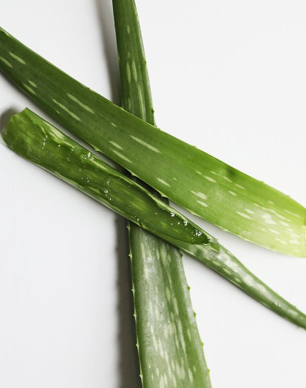 aloe-the-plant-of-immortality-850979.jpg?v=1747429373